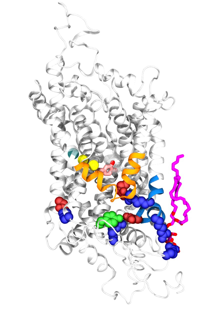 Dopamine Transporter – Asghar Razavi